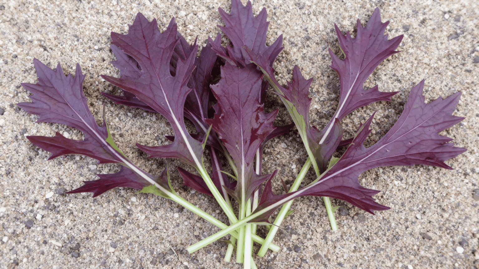 37 Purple Root Vegetables for Cooking and Gardens - Anngetty